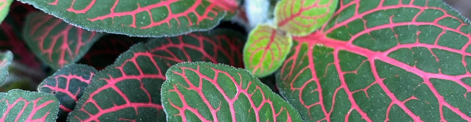 - Garden Center & Wholesale Plants - MN