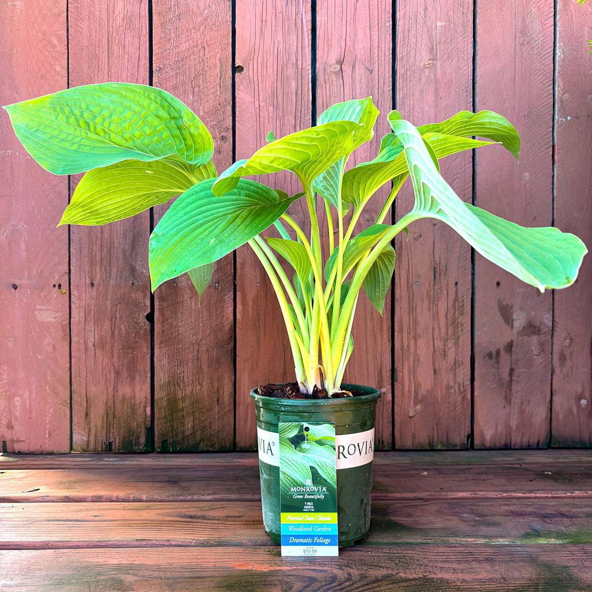 HOSTA 'T-REX', SIZE #1 - Garden Center - MN