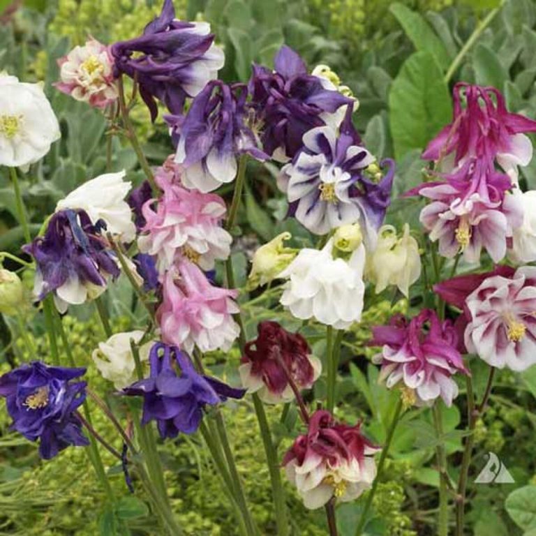 Flower, Dwarf Columbine - Garden Center - MN