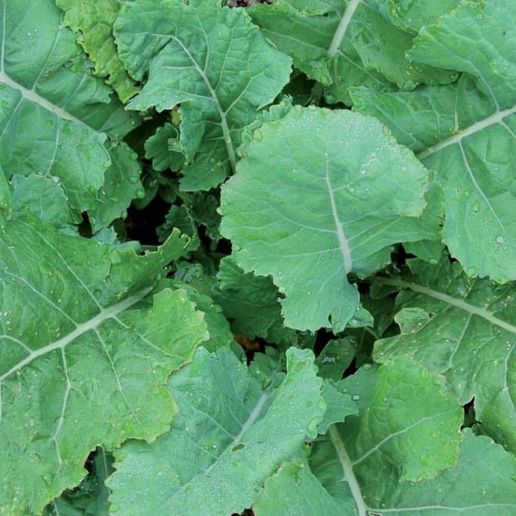 Collards, Georgia Southern - Garden Center - MN