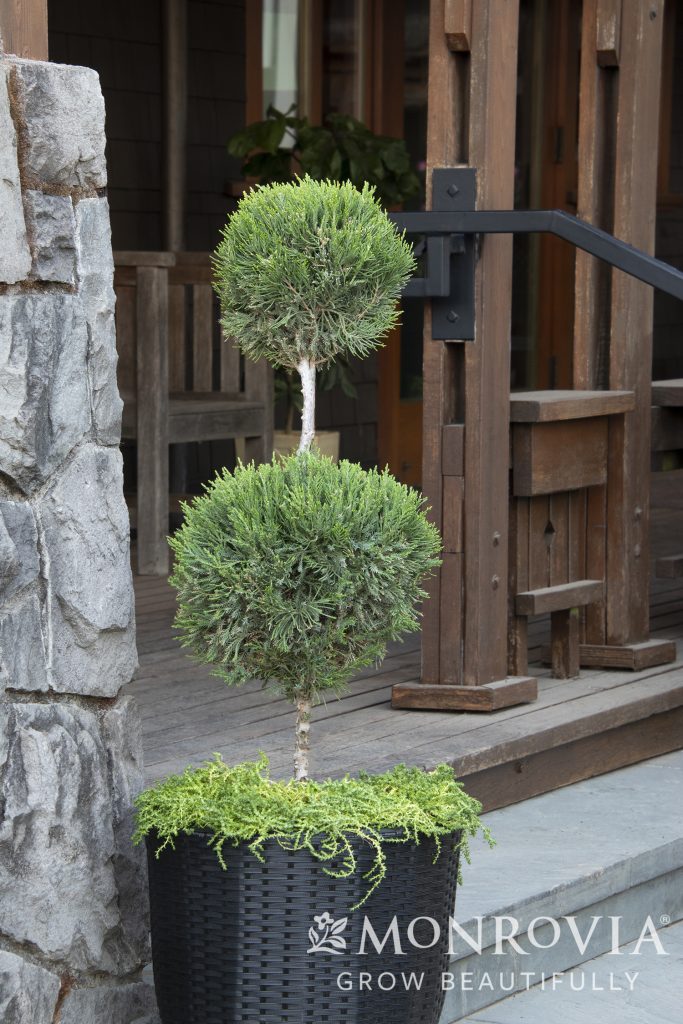 POODLE JUNIPER MINT JULEP #2 - Garden Center - MN