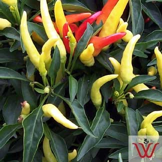 4 1/3" Ornamental Pepper Chilly Chili - Garden Center & Wholesale ...