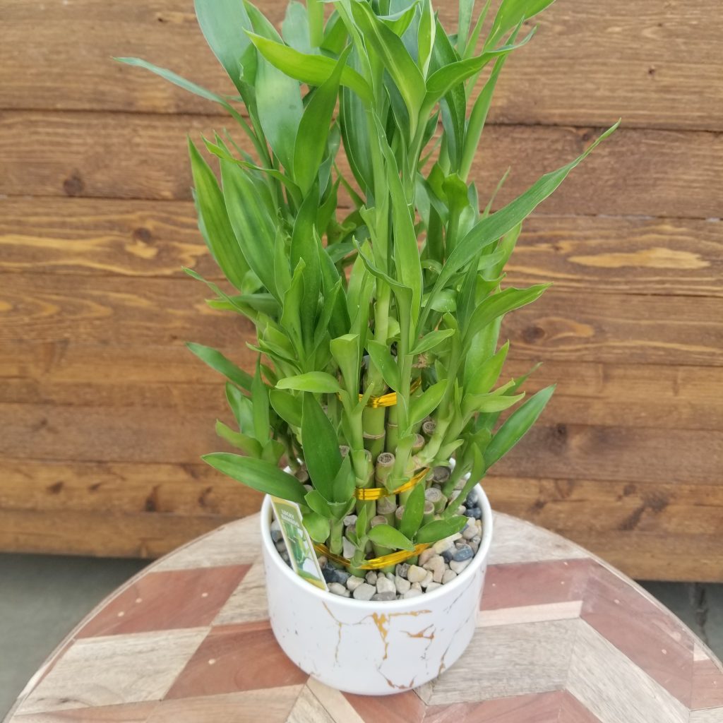2. HOUSEPLANTS Archives - Garden Center & Wholesale Plants - MN