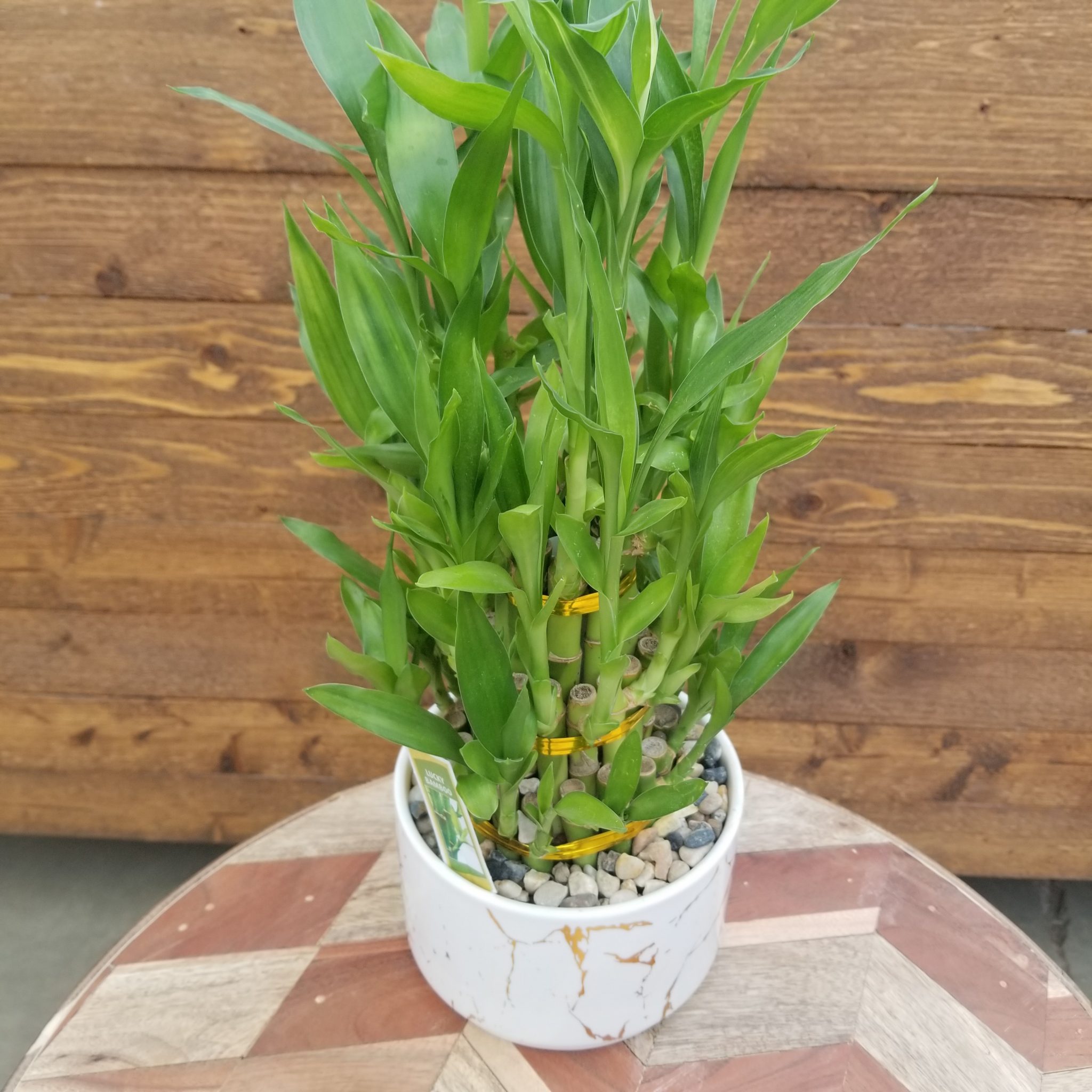 2. HOUSEPLANTS Archives - Garden Center & Wholesale Plants - MN