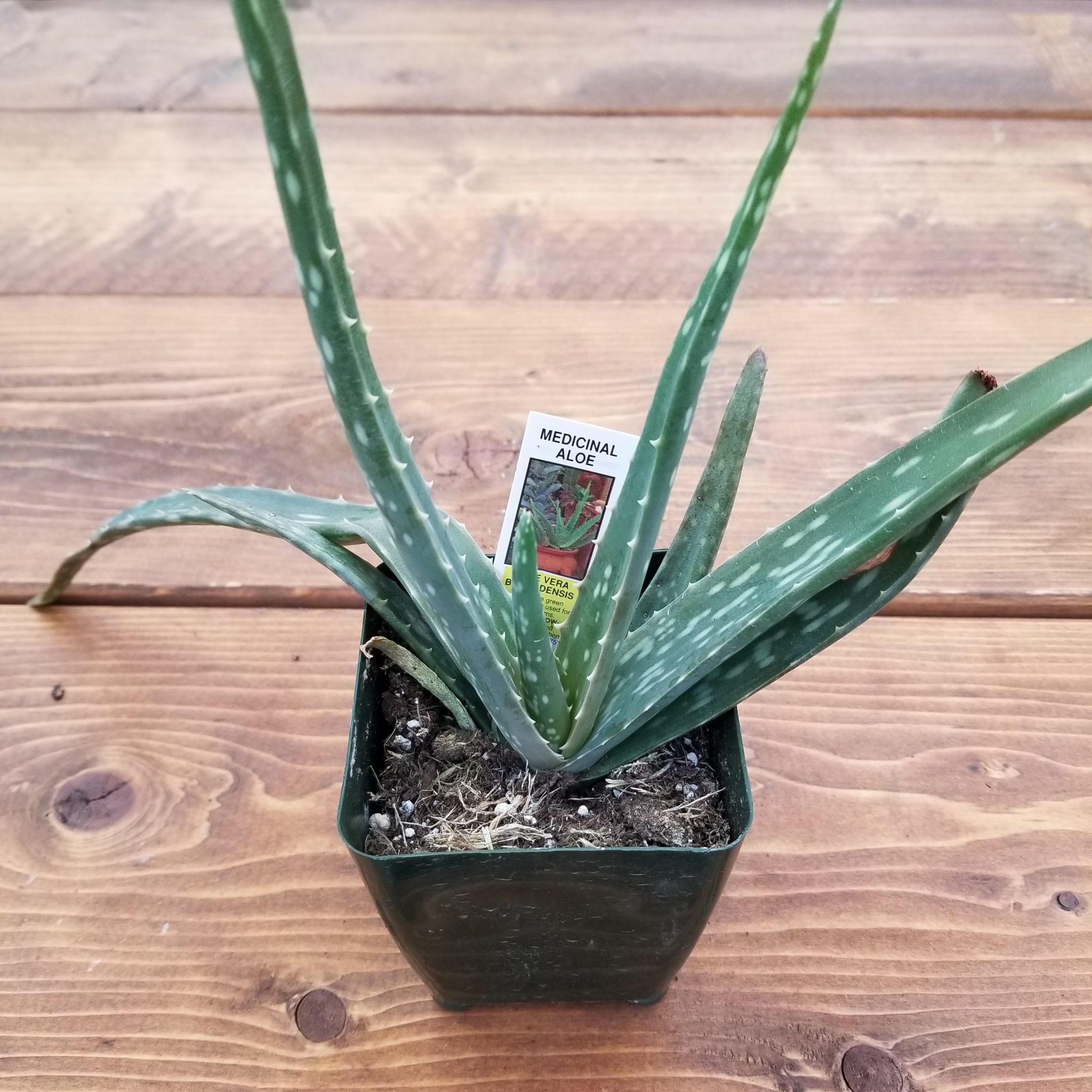 HOUSEPLANTS Archives - Garden Center - MN