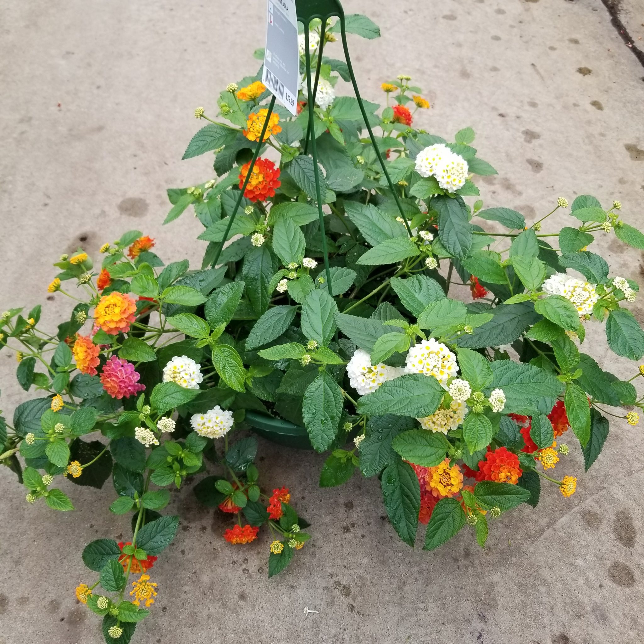 Lantana Landmark™ Mix- 12" hanging basket - Garden Center - MN